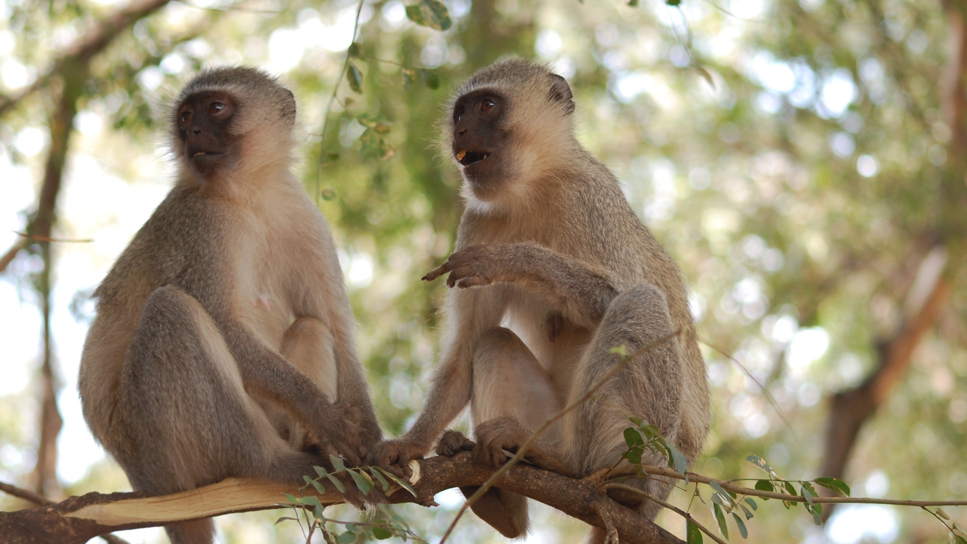 Wild and Wonderful: Discover the Wildlife of Doornkop - Doornkop Fish ...